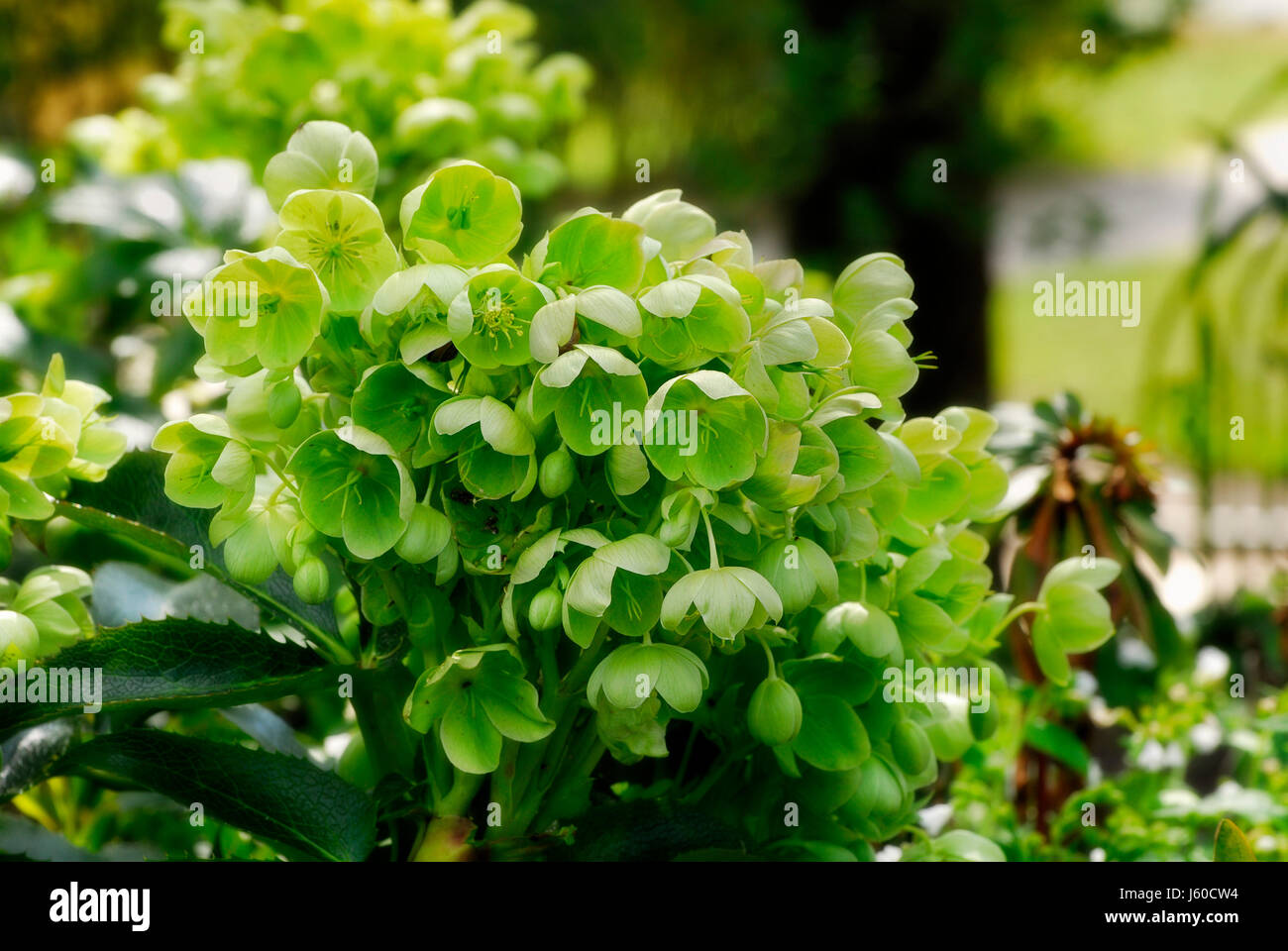 spring flower blossoms spring spring flower bleed hellebores helleborus ...