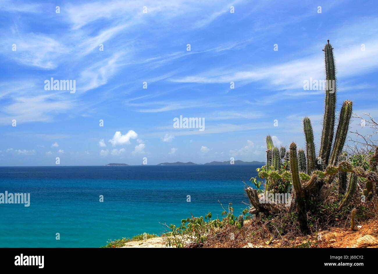 cactus tropical salt water sea ocean water blue shine shines bright ...