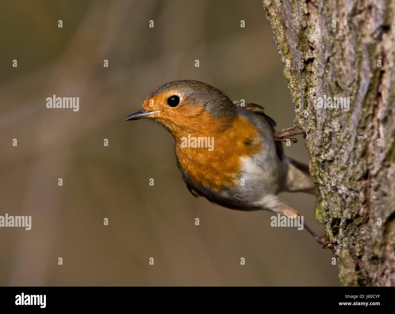 robin legs tree curious nosey nosy trunk eye organ look glancing see ...