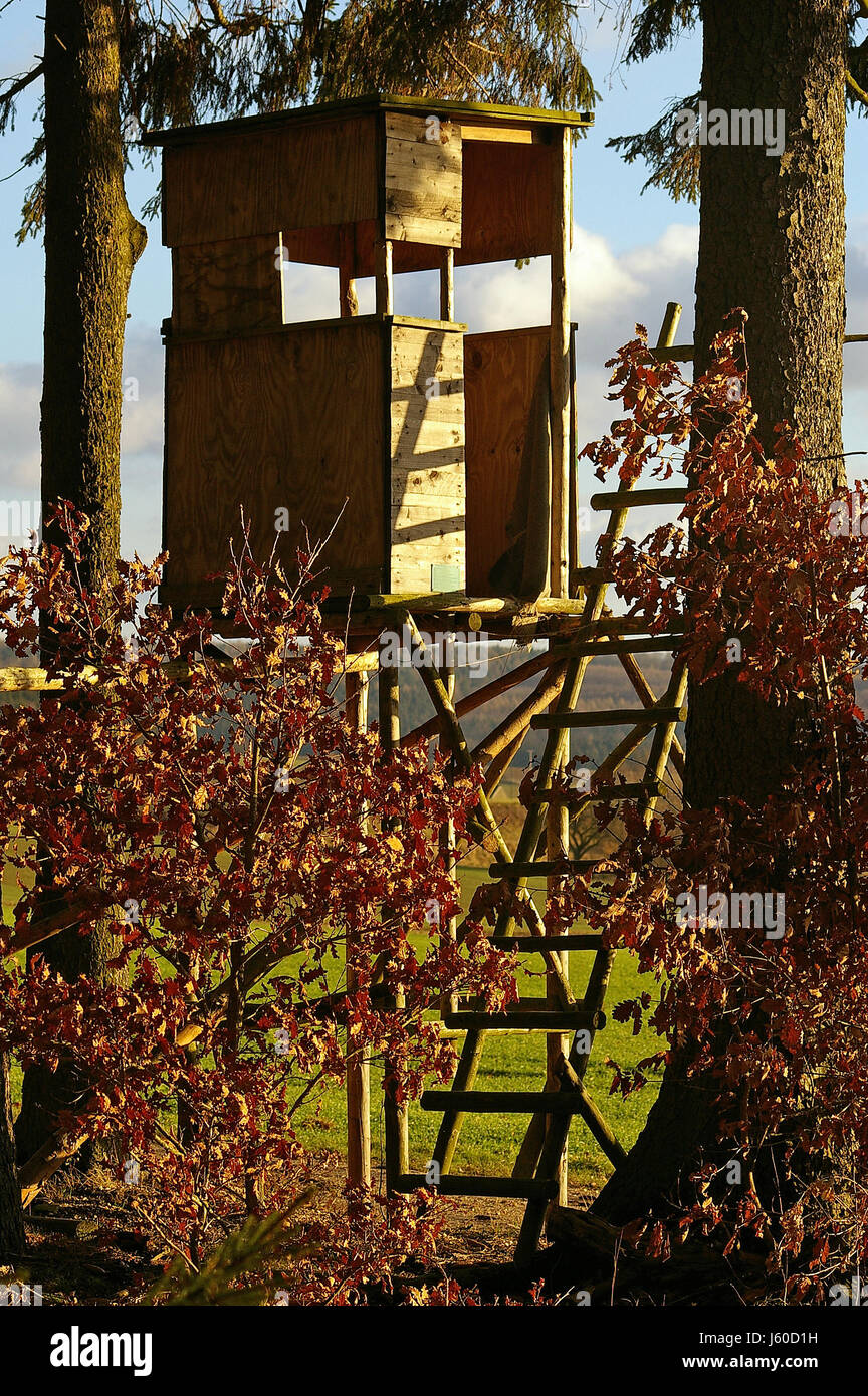 deerstand forest fall autumn tree trees wild leaves hunt sunbeam ...