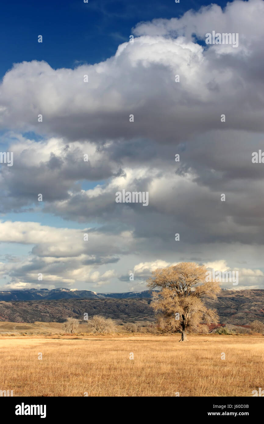 beautiful beauteously nice tree usa dry dried up barren landscape ...