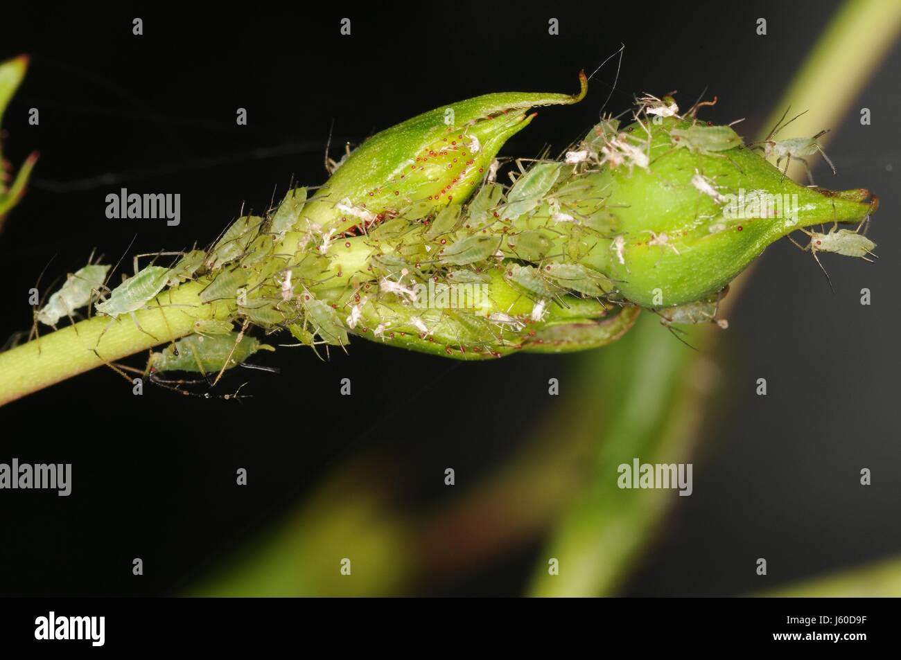 flower rose plant green bud aphid varmint garden insect mangy green ...