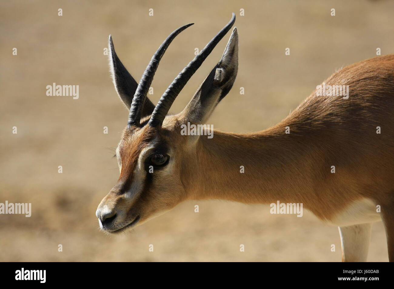 africa kenya buck gazelle environment enviroment animal wild africa ...
