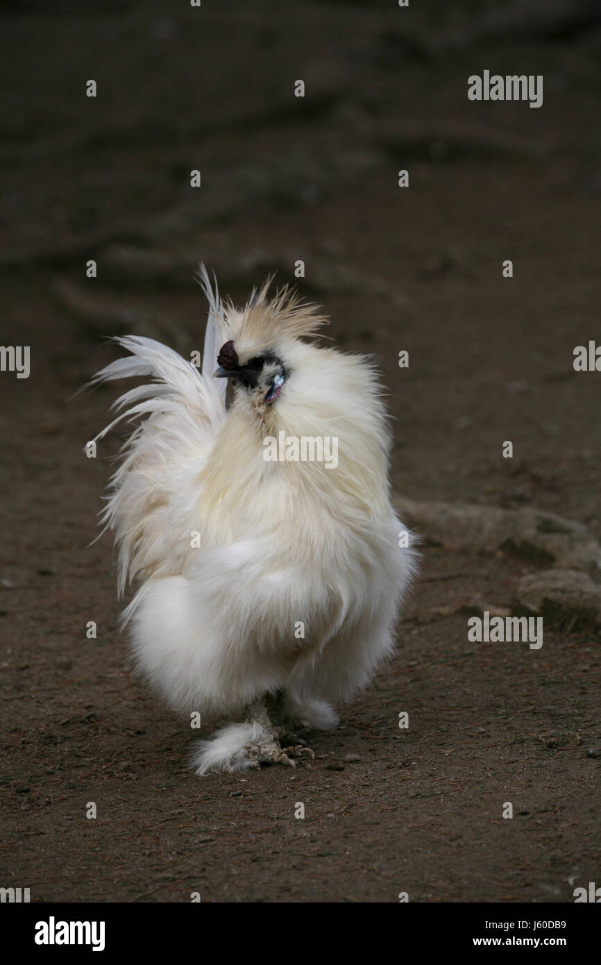 bird birds farm animal chicken animal bird agriculture farming birds ...