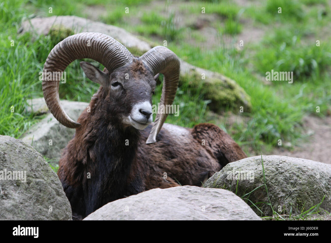sheep ruminant brown brownish brunette horn hairs skin sheep cornets ...
