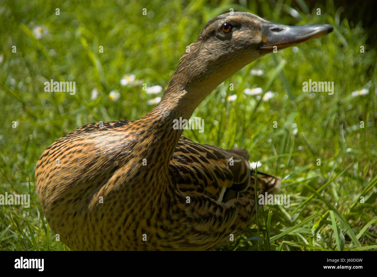 Nosy duck hi-res stock photography and images - Alamy