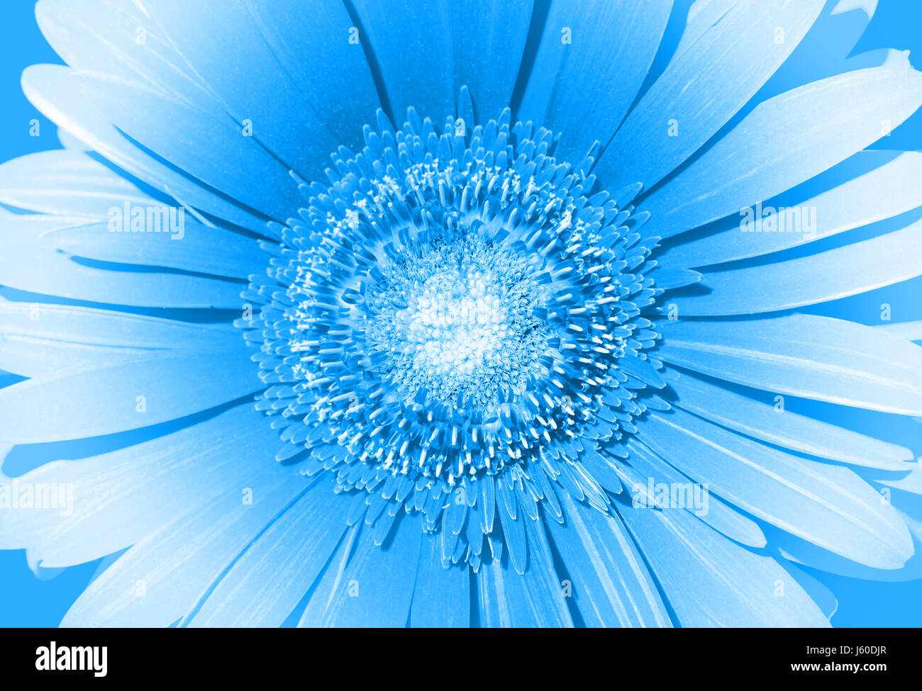 blue flower plant gerbera daisy backdrop background floral blue macro ...