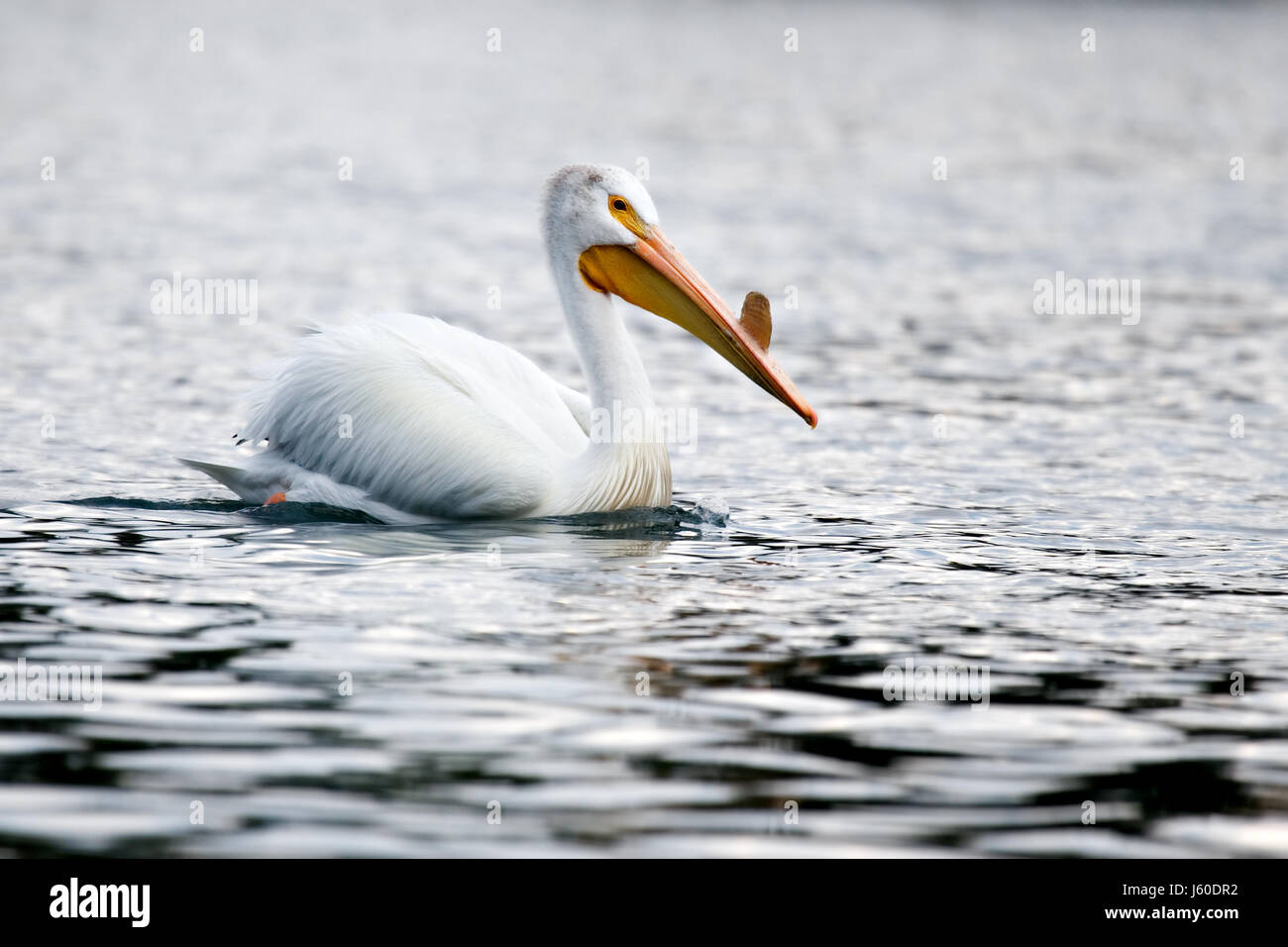 park bird wildlife pelican river water closeup bird feathers wildlife ...