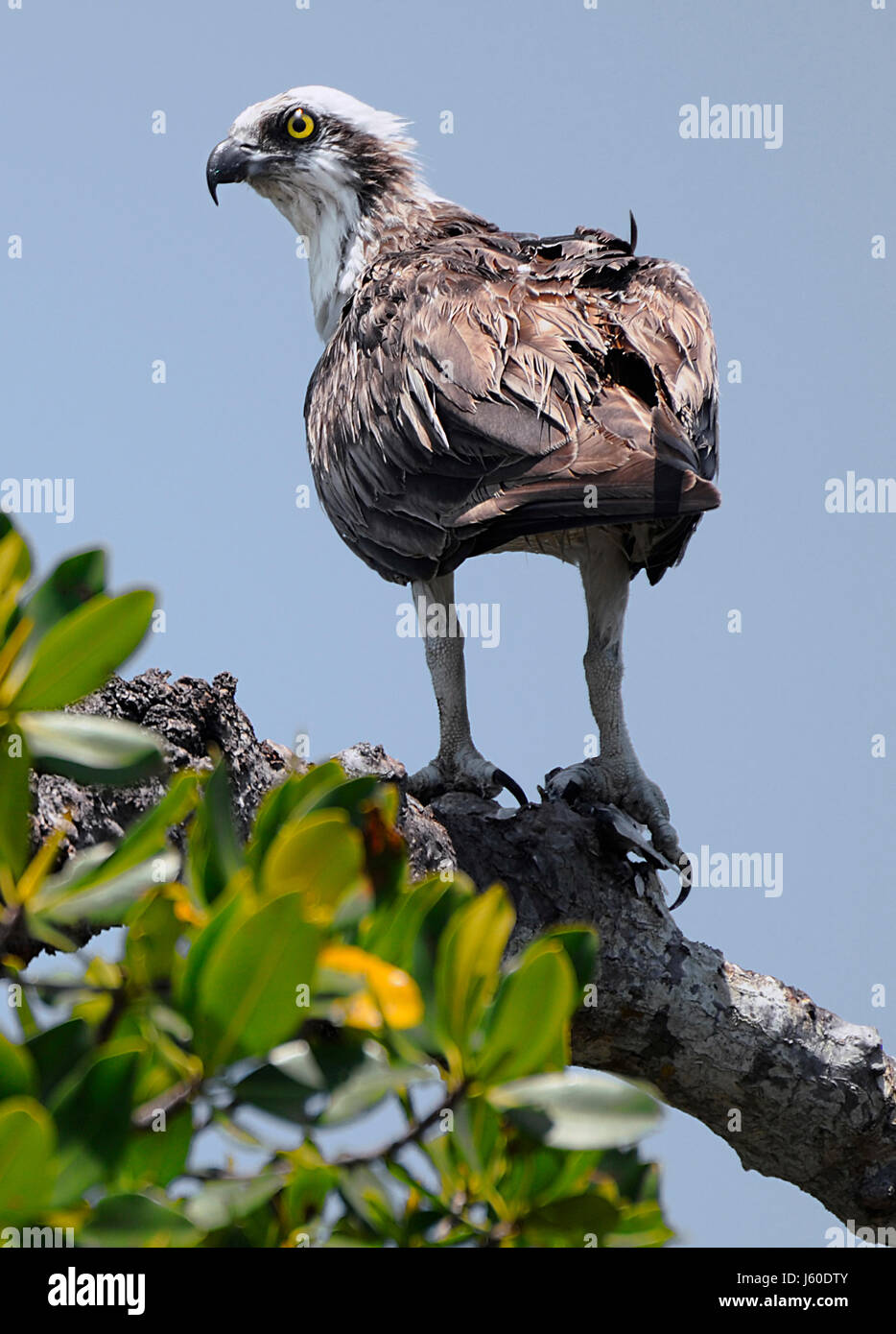 Osprey ii hi-res stock photography and images - Alamy