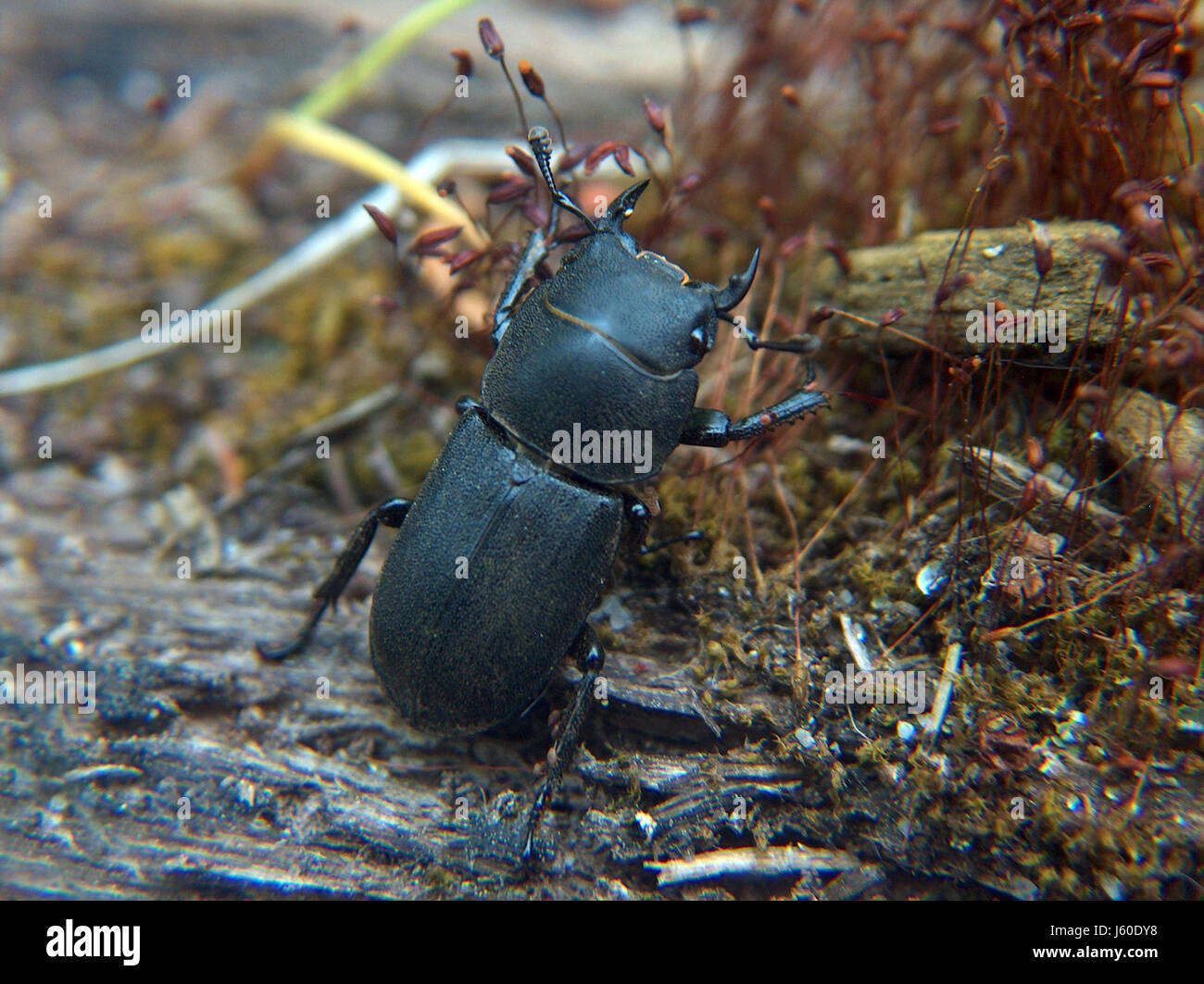 stag beetle female Stock Photo - Alamy