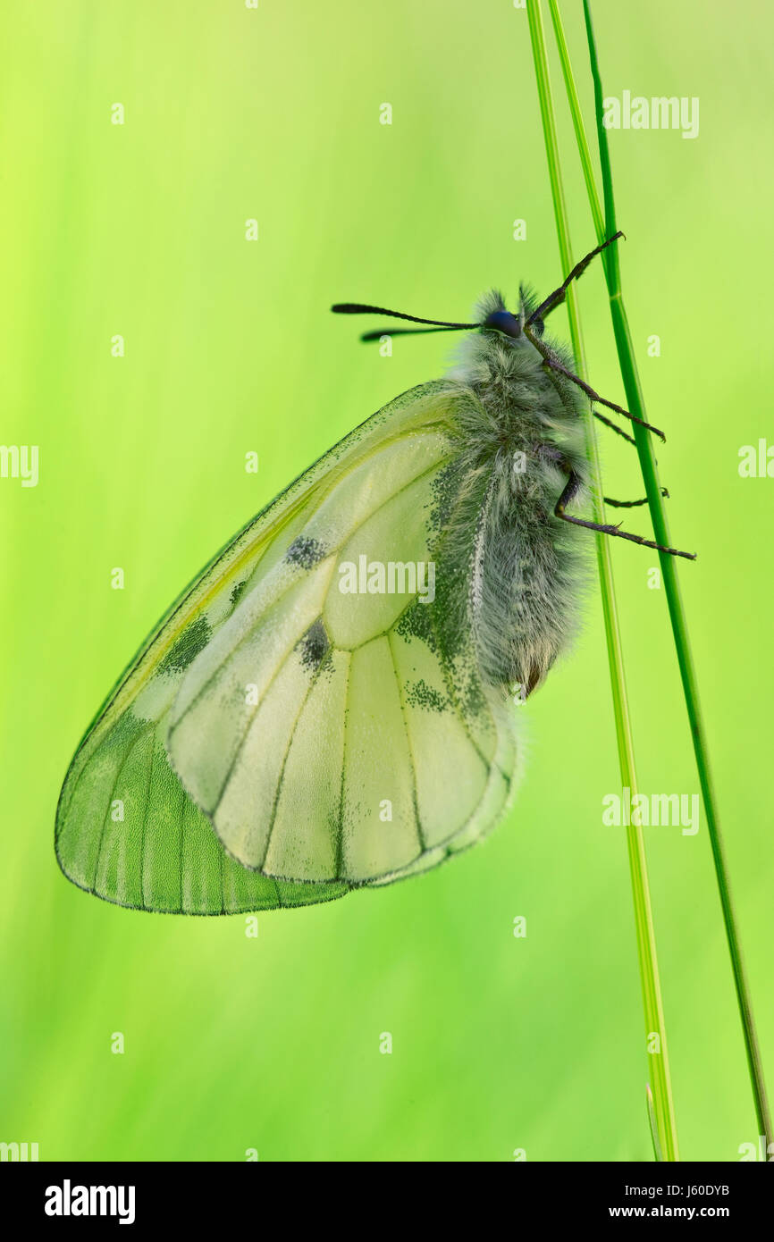 Spring apollo and animals hi-res stock photography and images - Alamy