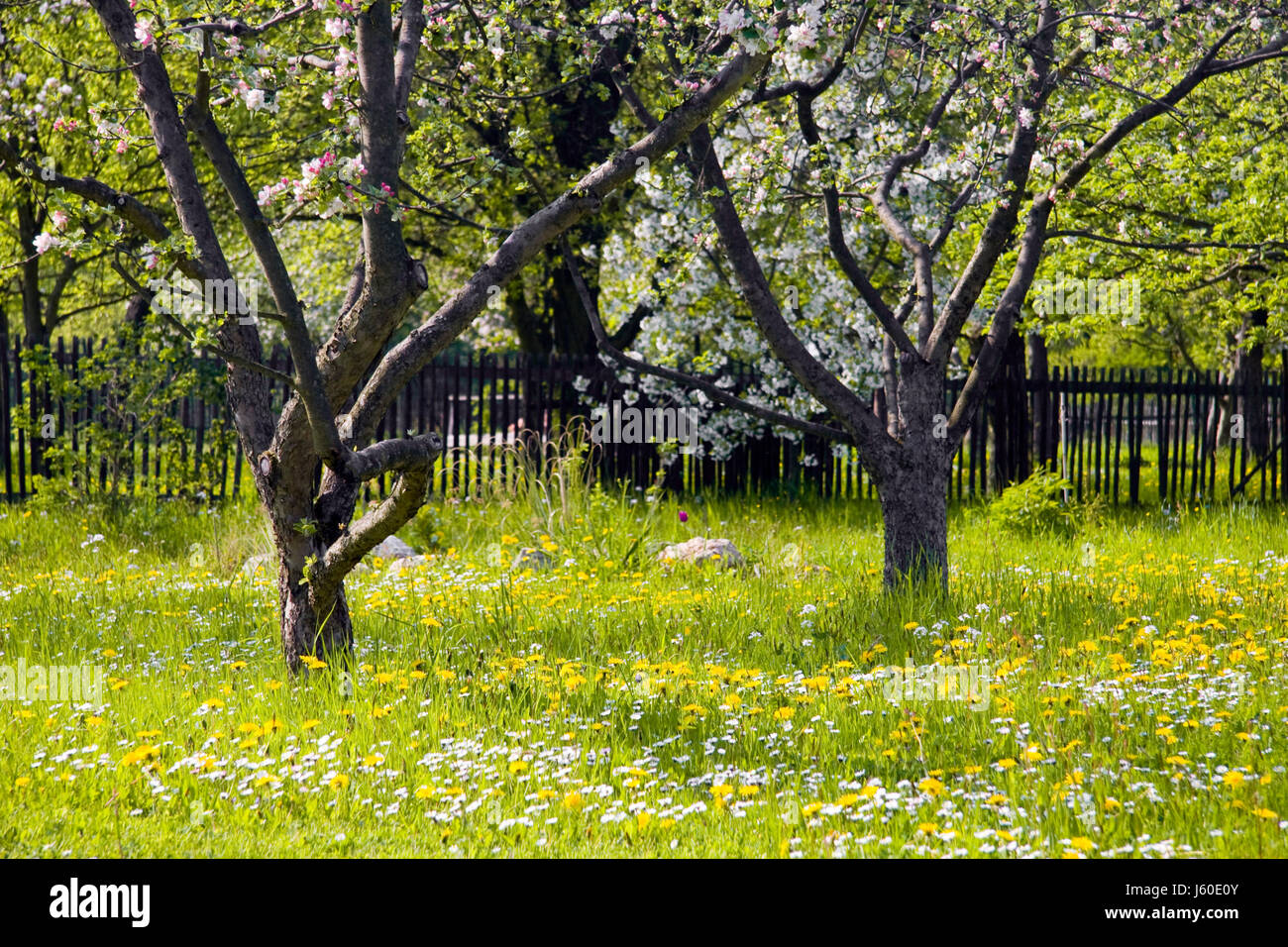orchard in spring Stock Photo - Alamy