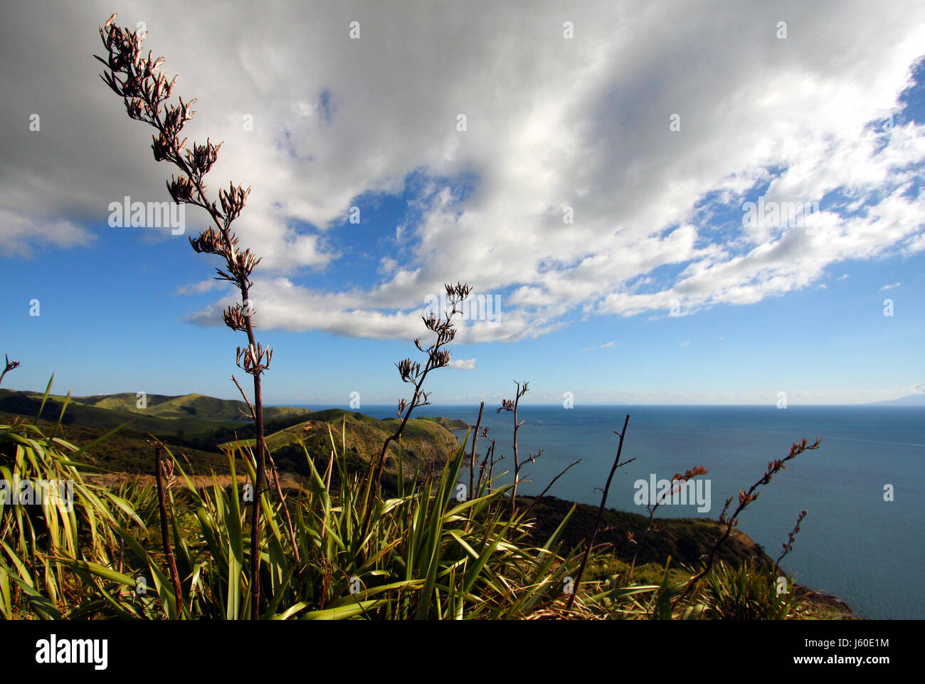 coromandel coastal walkway ii Stock Photo - Alamy