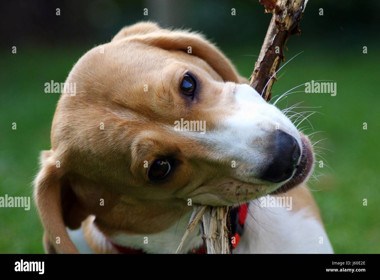get the stick Stock Photo - Alamy
