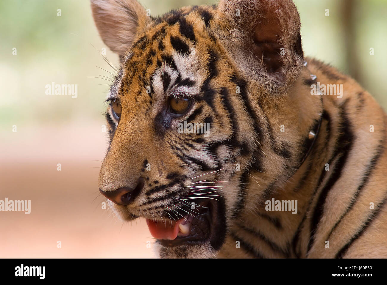 Tigerportrait hi-res stock photography and images - Alamy
