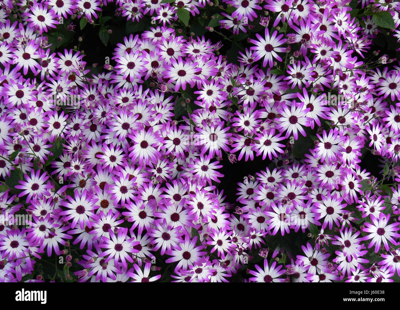 Pericallis malvifolia hi-res stock photography and images - Alamy