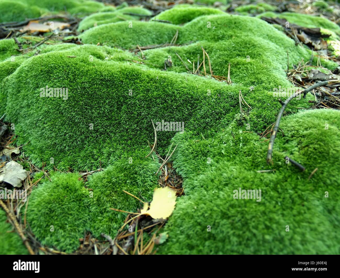 detail moss vegetation lawn green fresh nature plant macro close-up ...