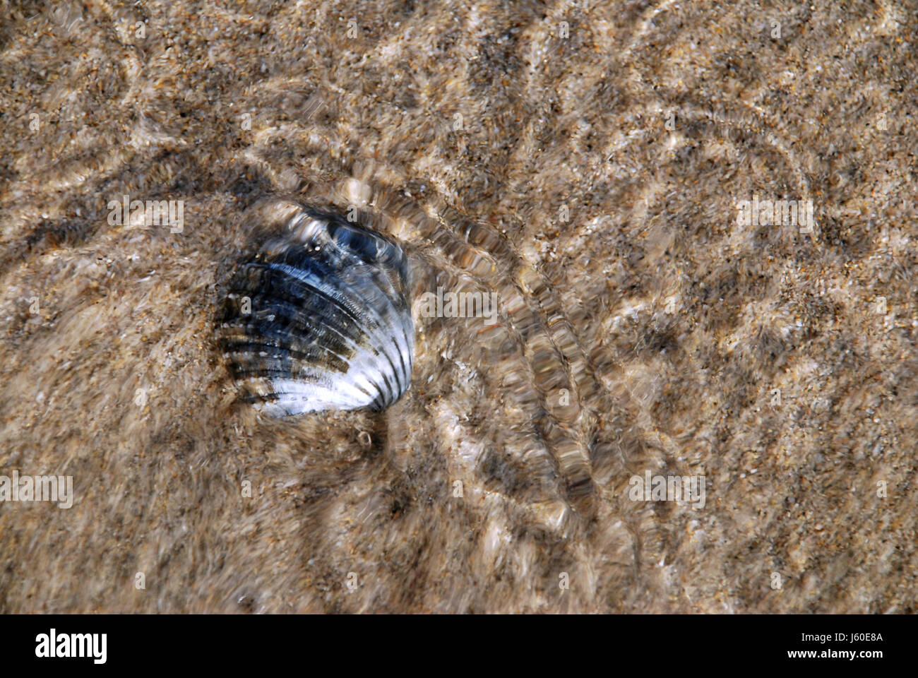 detail beach seaside the beach seashore shell wave salt water sea ocean ...