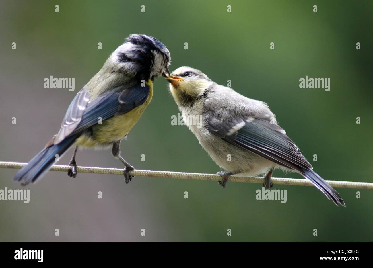 feed chick titmice great tit blue fodder bird hunger wild birds beg cub ...
