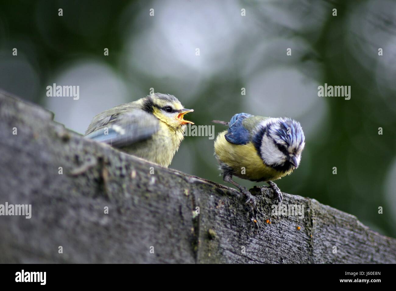 feed chick titmice great tit blue bird hunger birds parents beg mother ...