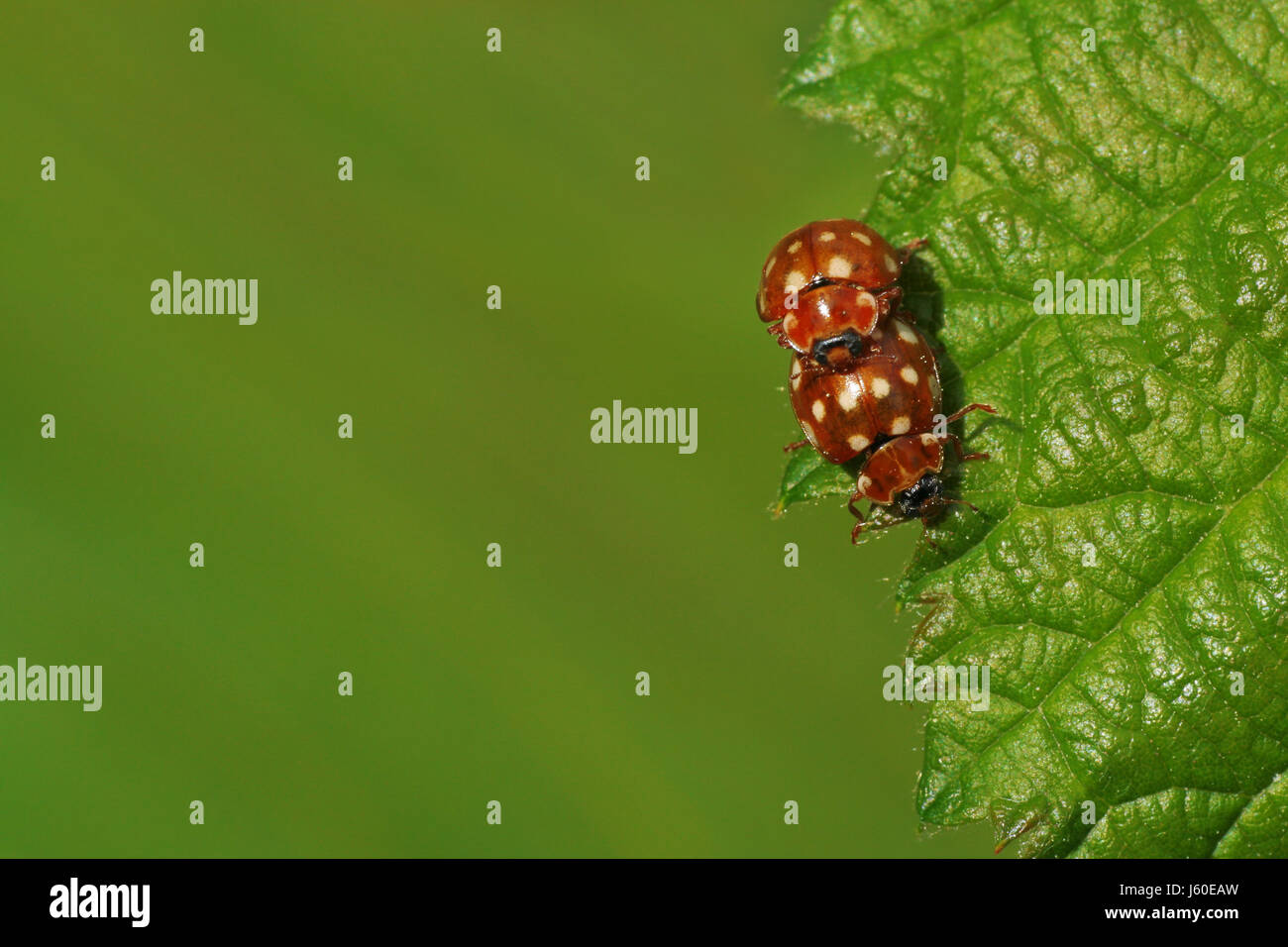 optional duo balance consecutively mating mate two ladybug aerial ...