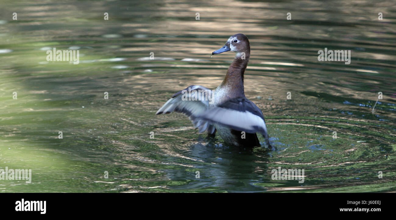 animal bird birds ducks duck water swimming swiming swim swims to do ...