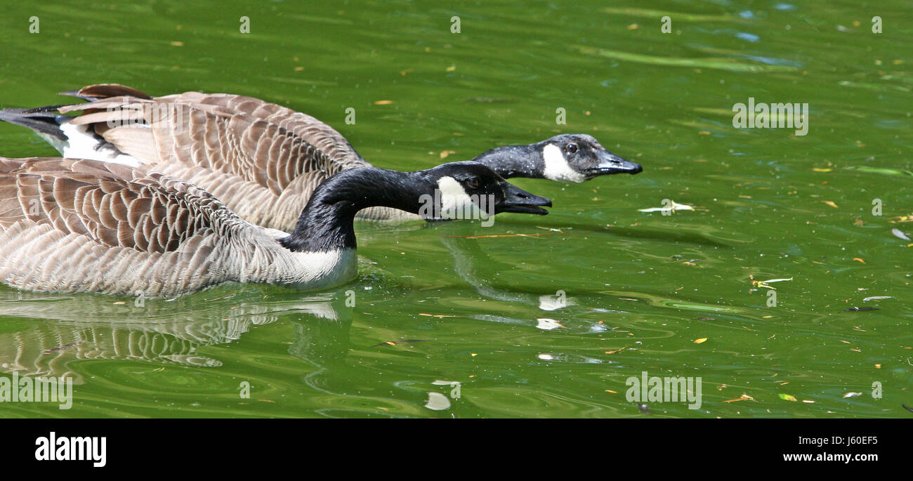 bird birds goose brant water swimming swiming swim swims to do the ...