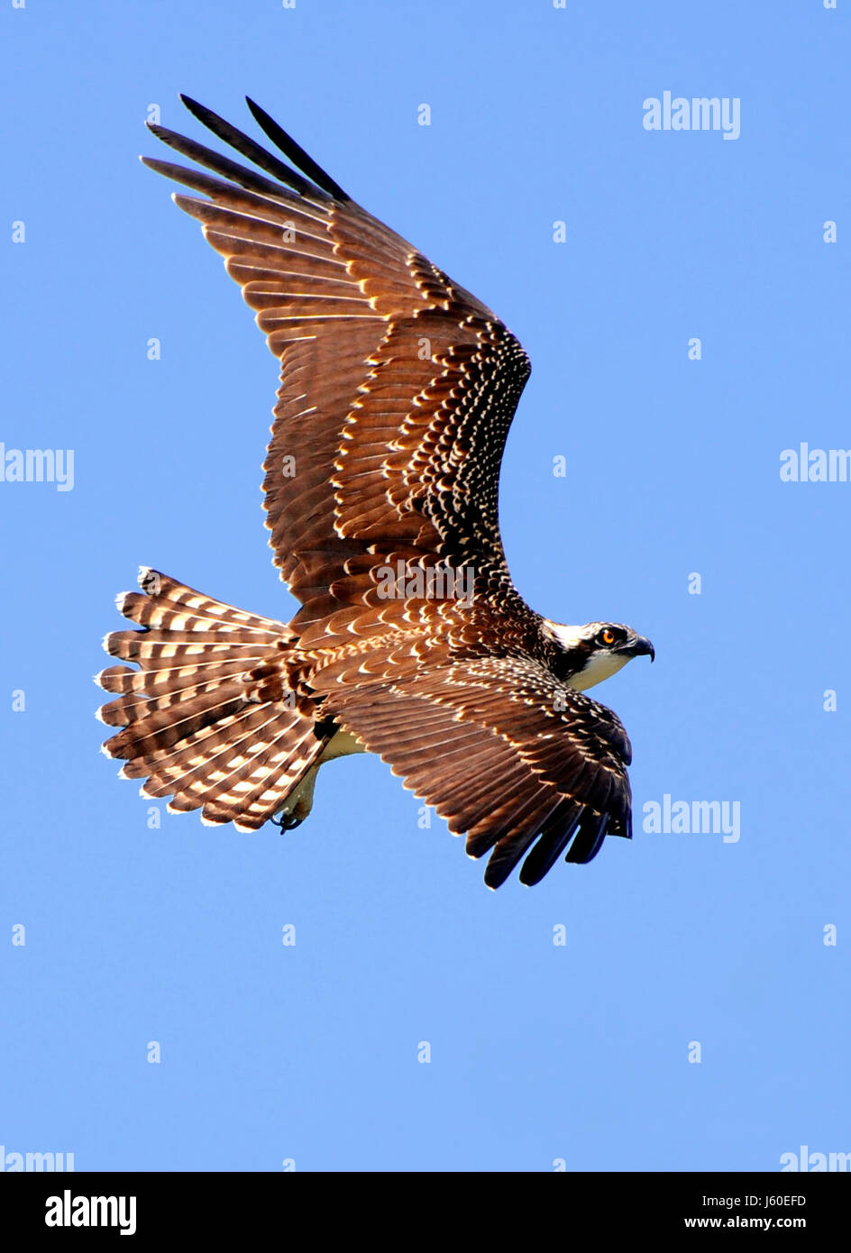 osprey in flight Stock Photo - Alamy