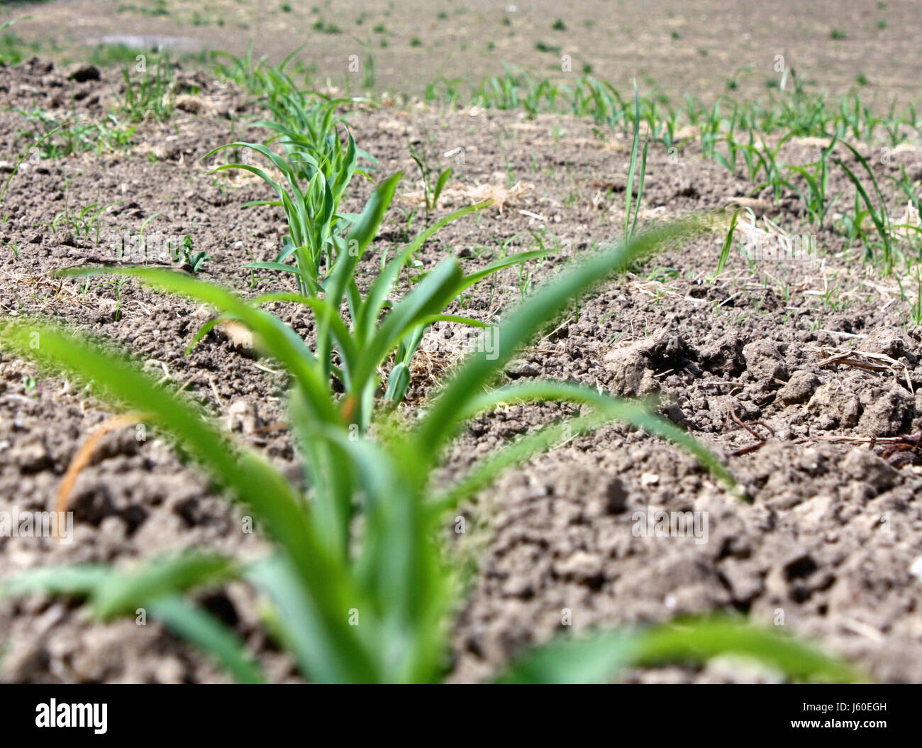 plant green spring acre growth young younger plant green spring acre ...