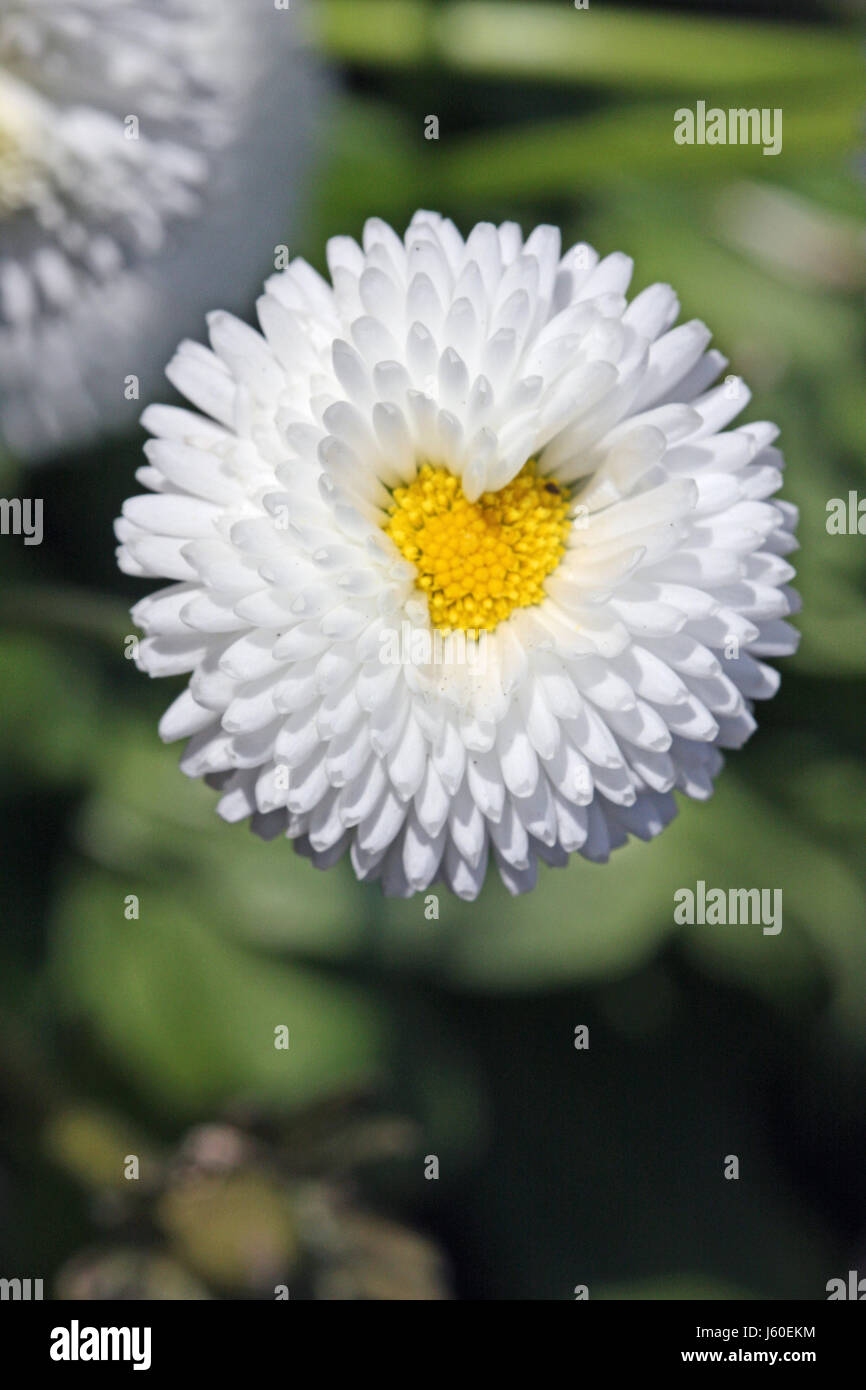 emotions flower plant valentin positive photo picture image copy ...