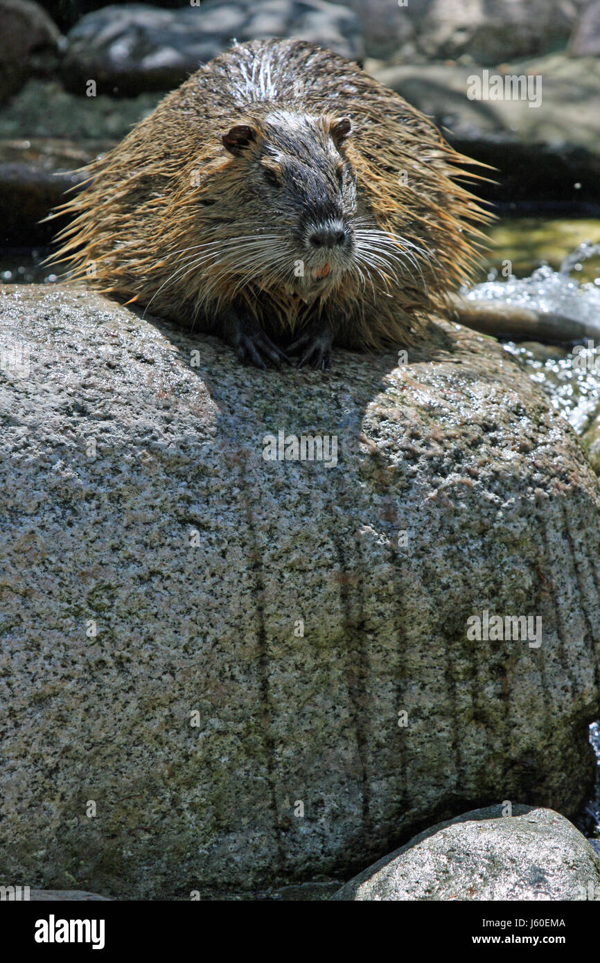 animal mammal beaver nutria water animal mammal rodent beaver nutria ...