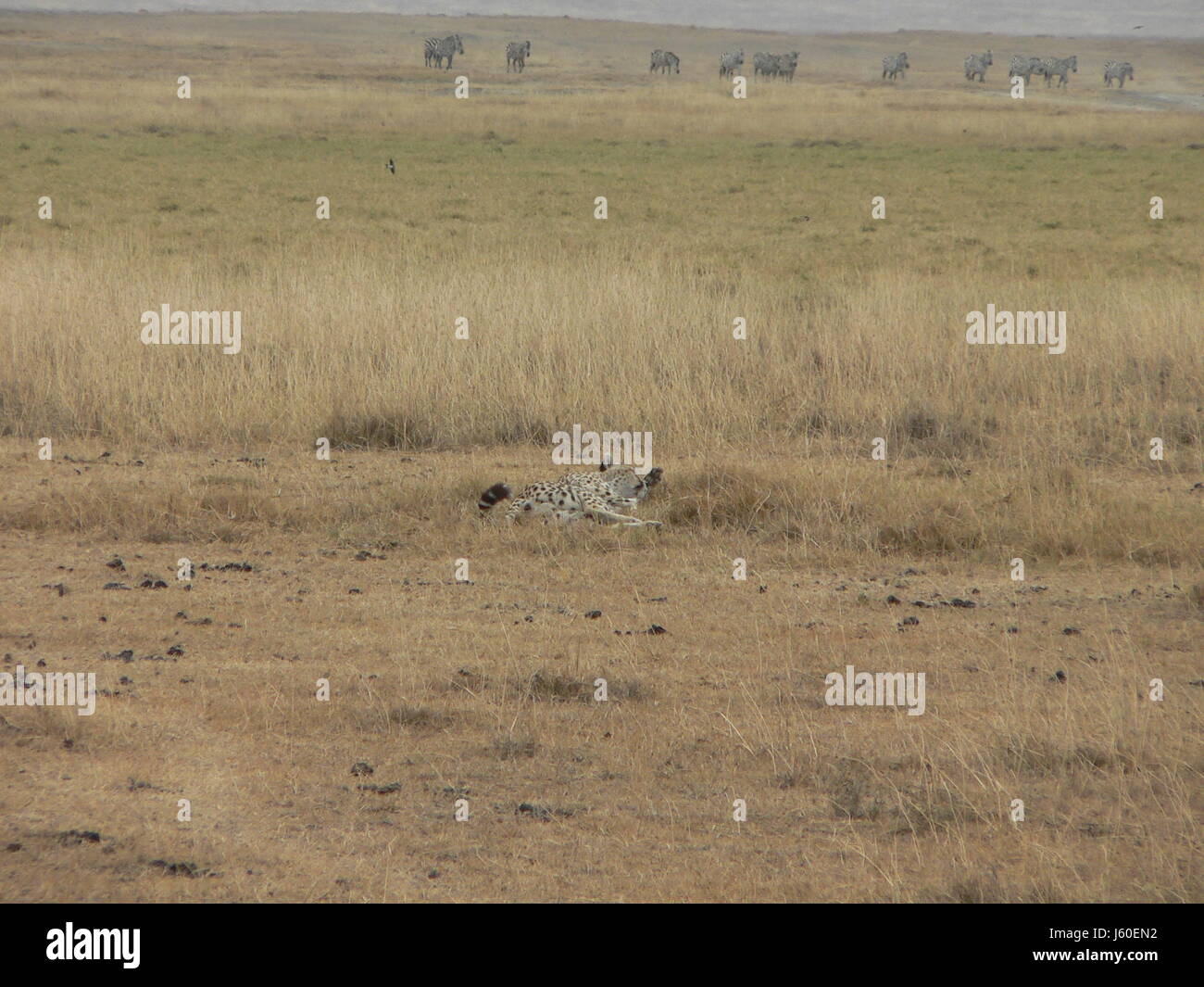 national park africa zebra predator cat big cat feline predator cheetah ...