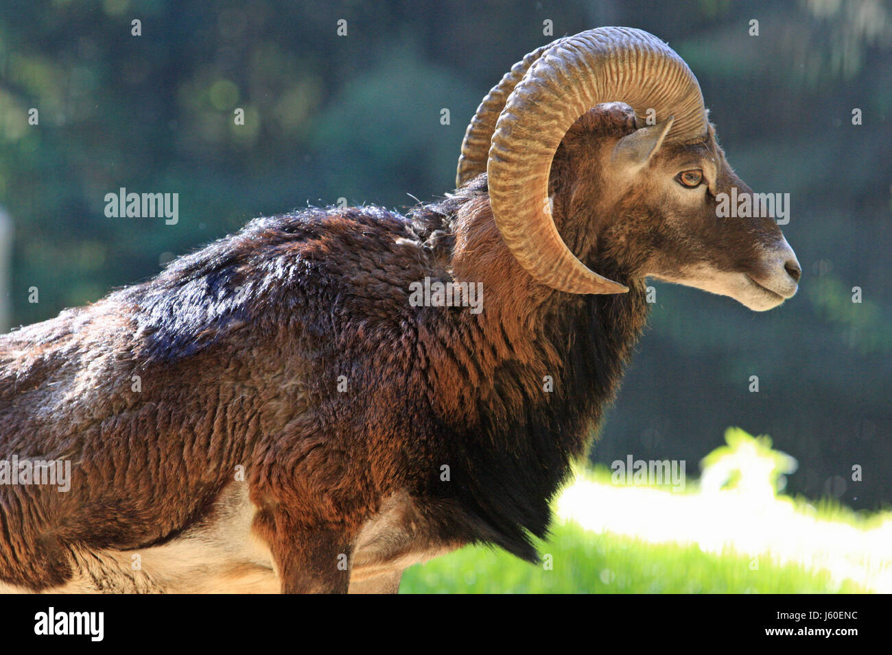 brown brownish brunette horn hairs skin sheep cornets ruminant mufflon ...