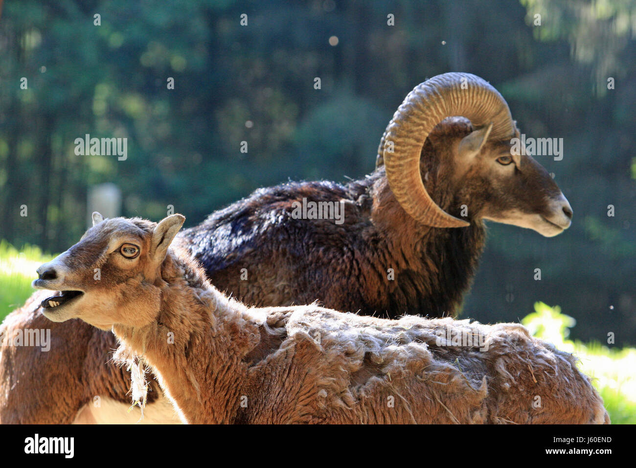 brown brownish brunette horn hairs skin sheep cornets ruminant mufflon ...