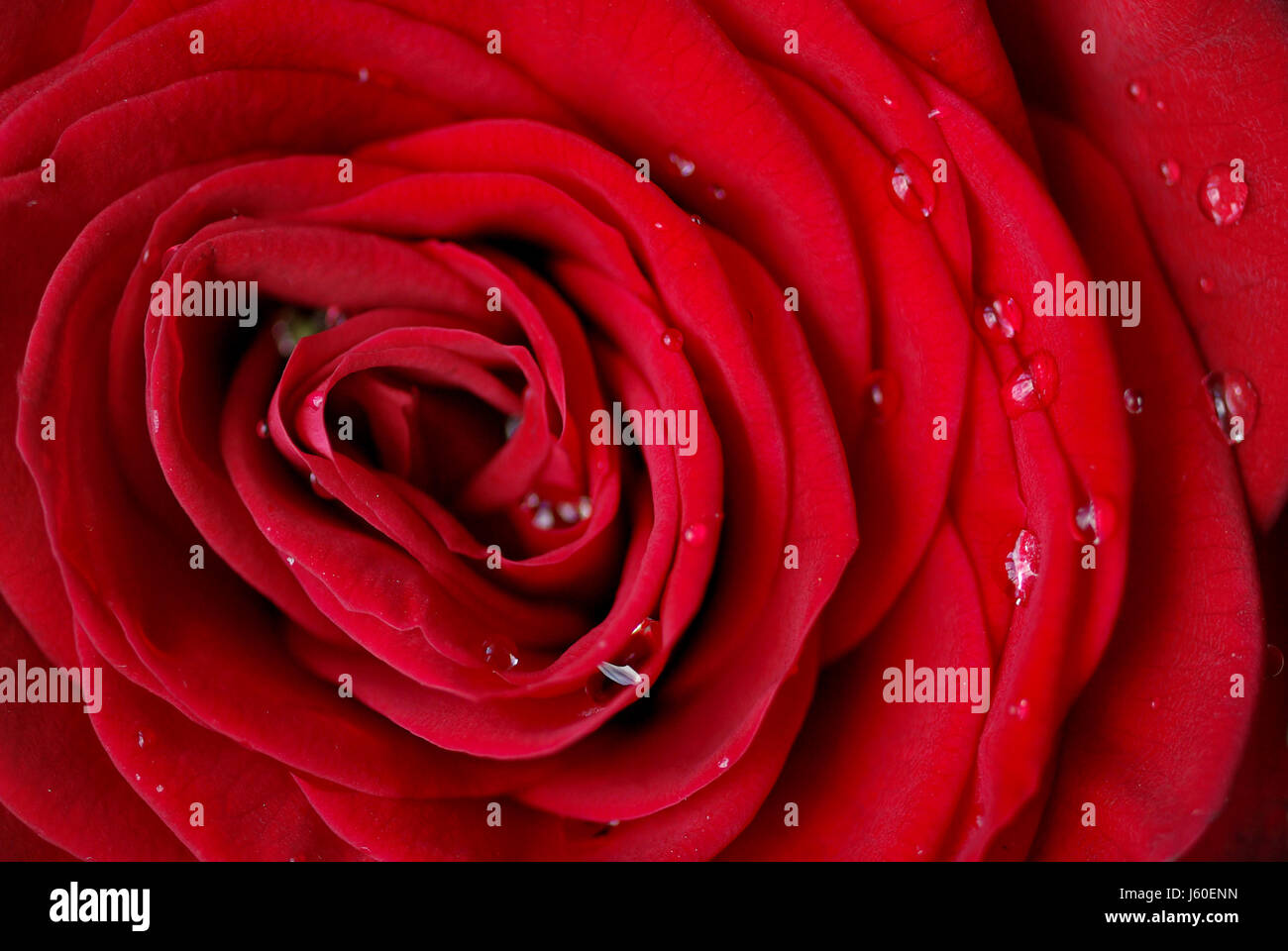 Blood drop rose hi-res stock photography and images - Alamy