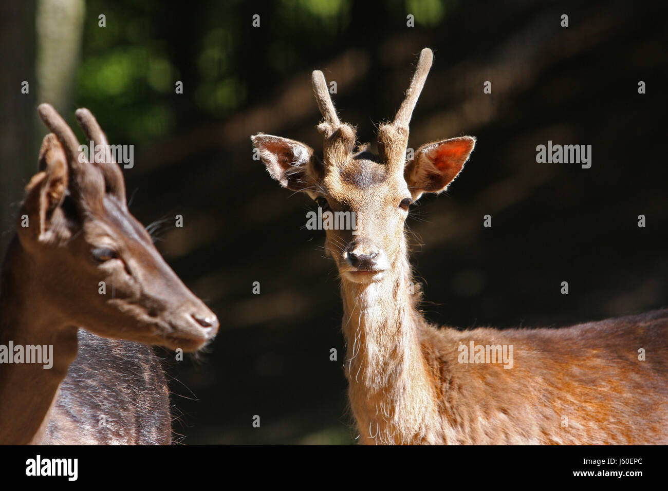 roedeer stags fallow deer roe hart stag animal mammal wild innocent ...