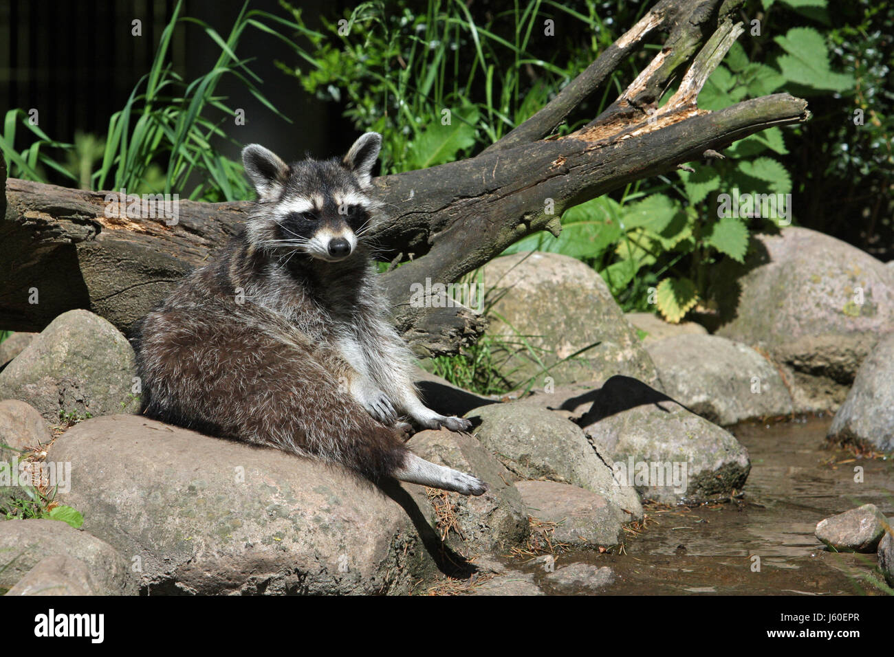 black swarthy jetblack deep black blank european caucasian raccoon coon ...