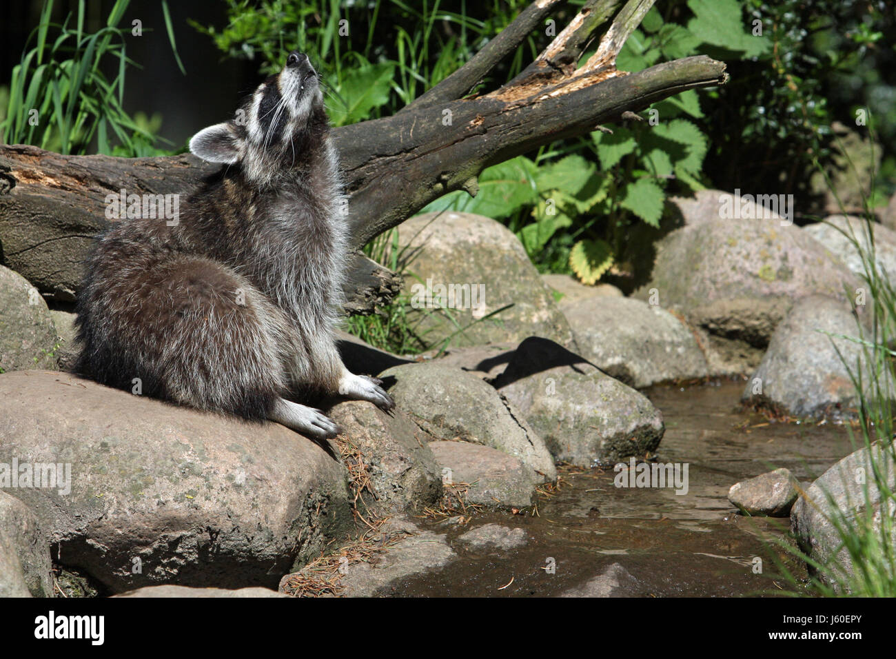 black swarthy jetblack deep black blank european caucasian raccoon coon ...