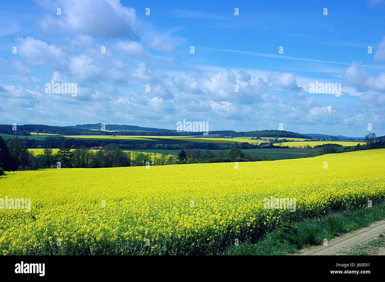field landscape scenery countryside nature rape yellow environment ...