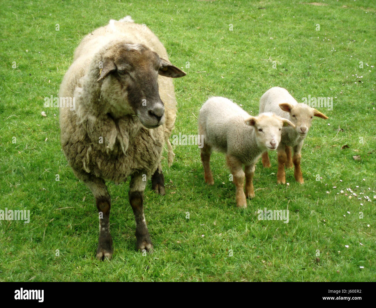 sheep spring bouncing bounces hop skipping frisks jumping jump farm cub ...