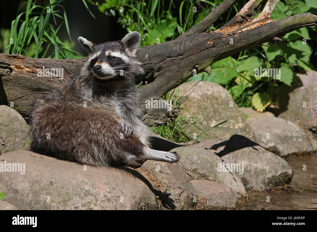 black swarthy jetblack deep black blank european caucasian raccoon coon ...