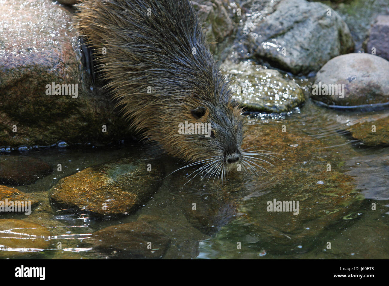 animal mammal beaver nutria water animal mammal rodent beaver nutria ...