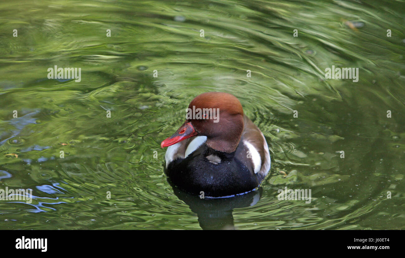 animal bird birds ducks duck water swimming swiming swim swims to do ...