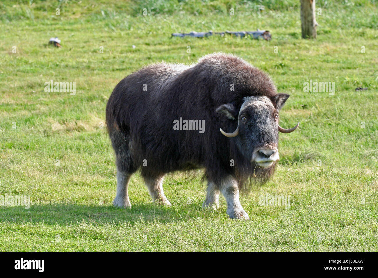 animals mammals wildlife alaska oxen ox nature tree trees wild animals ...