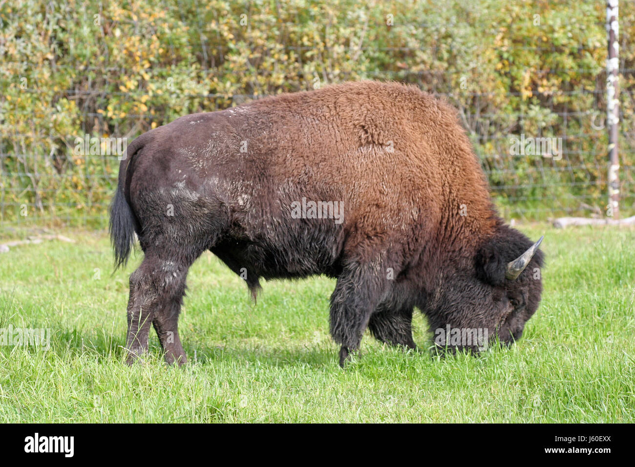 animals mammals wildlife bison buffalo wilderness alaska nature big ...