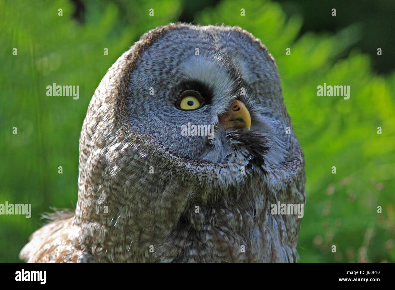 tree bird birds feathering beard owl codger tree animal bird birds ...