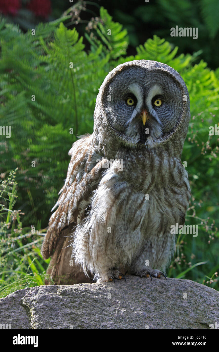 tree bird birds feathering beard owl codger tree animal bird birds ...
