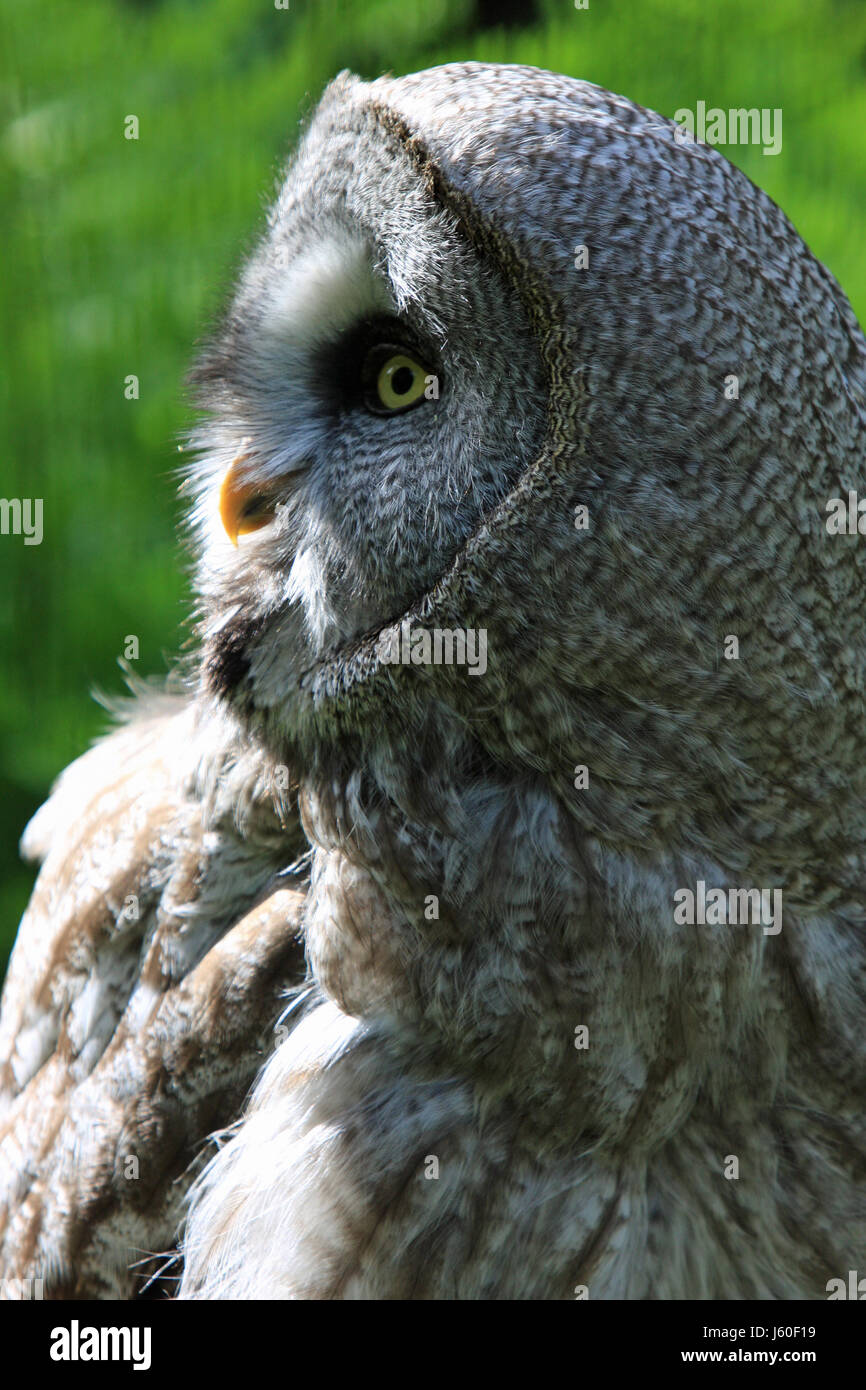 tree bird birds feathering beard owl codger tree animal bird birds ...