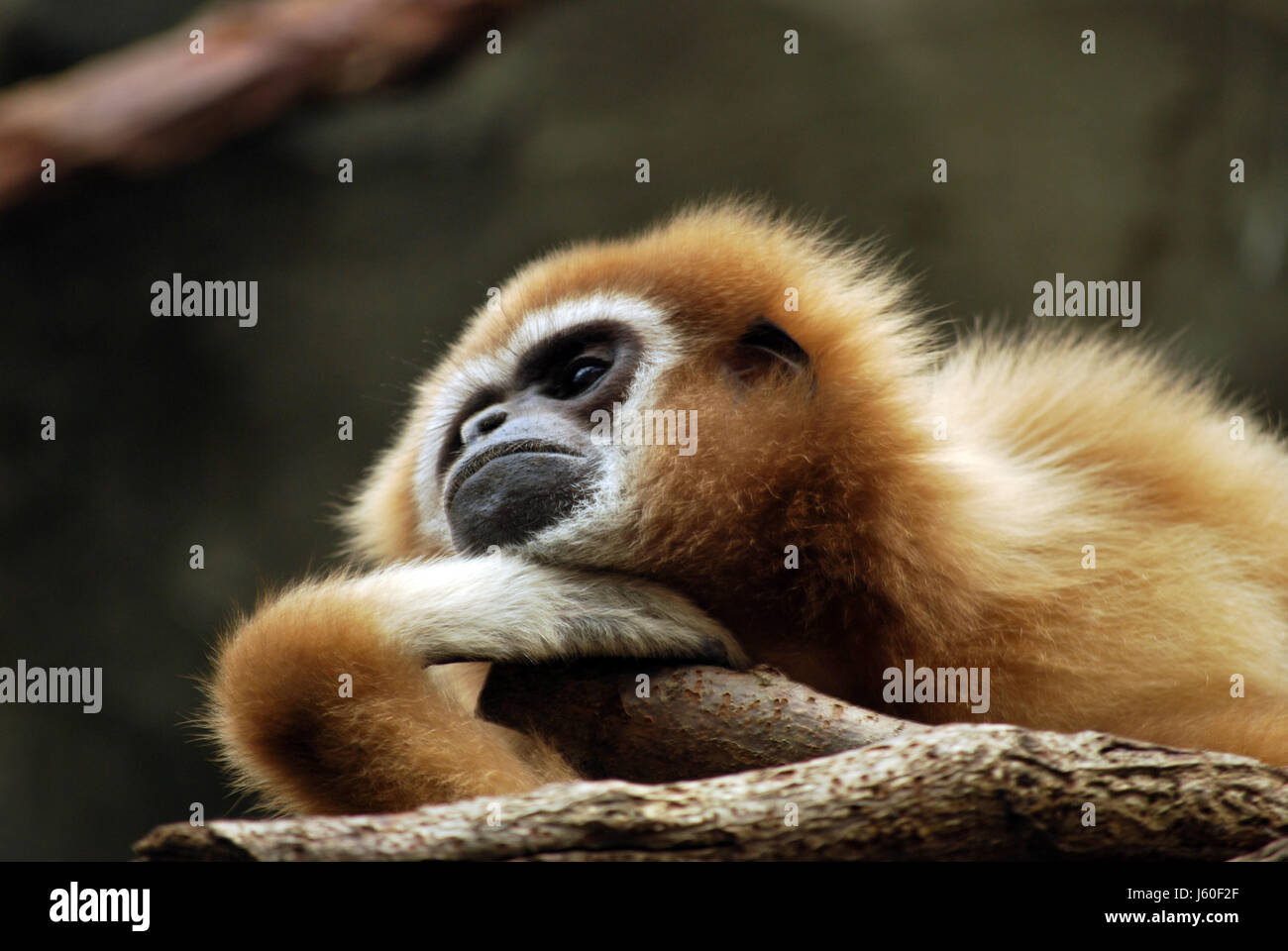 handed gibbon 3000 Stock Photo - Alamy