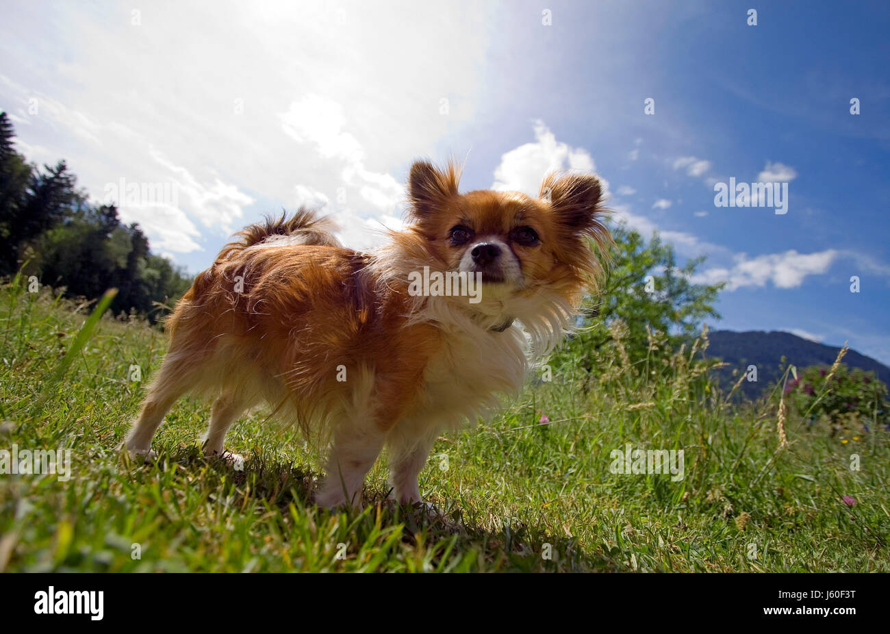 Short haired species hi-res stock photography and images - Alamy